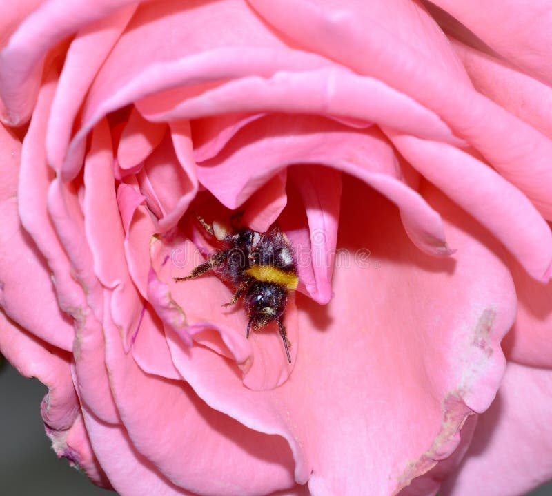 Bee in a Pink rose stock photo. Image of feeding, honey - 233316008