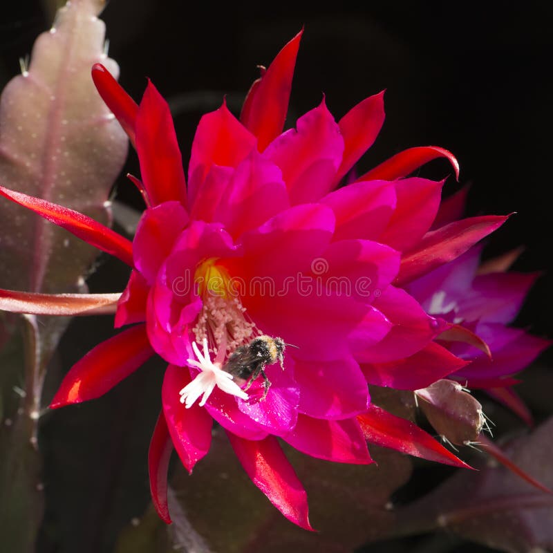 Bee Pollinating in Blazing Red Cactus Bloom Stock Image - Image of ...