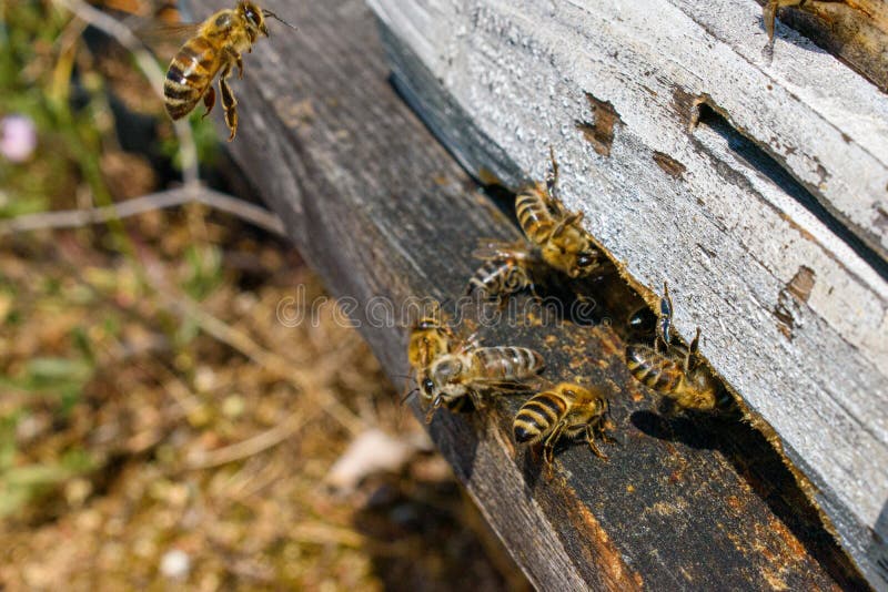 Bee with Pollen Coming Inside the Behive Stock Photo - Image of ...