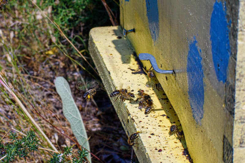 Bee with Pollen Coming Inside the Behive Stock Photo - Image of ...