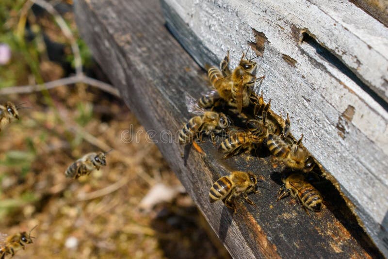 Bee with Pollen Coming Inside the Behive Stock Photo - Image of ...
