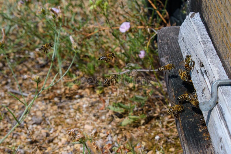 Bee with Pollen Coming Inside the Behive Stock Photo - Image of ...