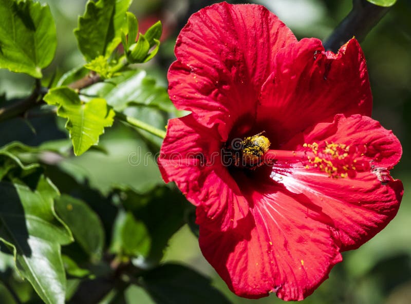 Bee Pollen and Hibiscus stock image. Image of pollen - 254266707