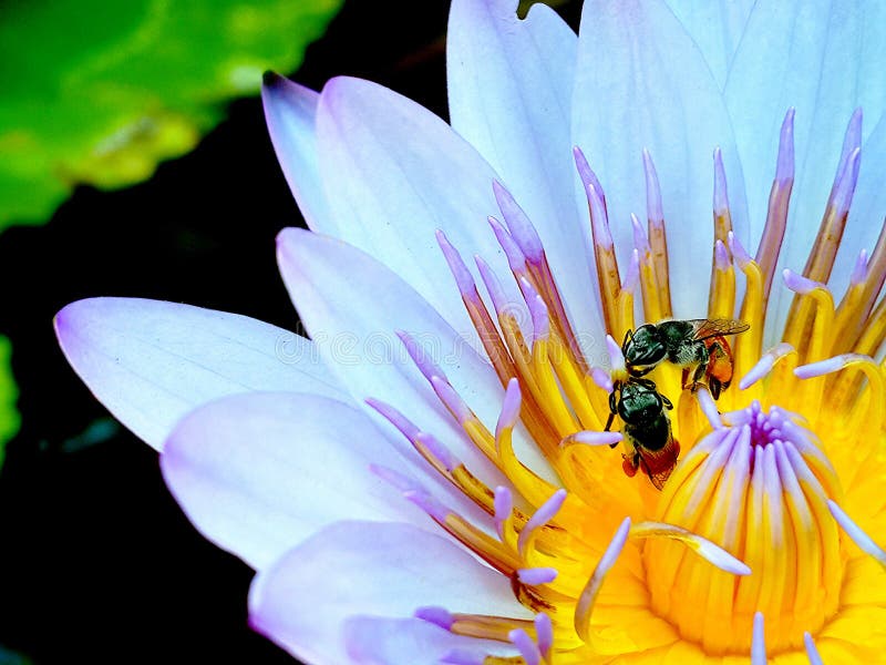 Bee on pollen lotus stock image. Image of sunlight, spring - 48134513