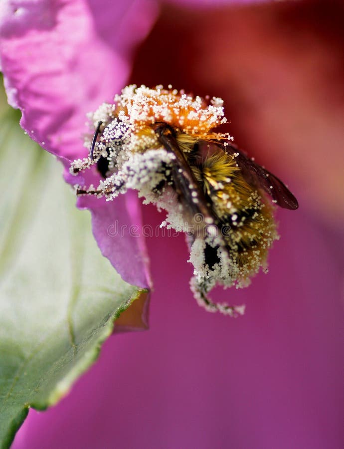 Bee pollen plated stock image. Image of close, green - 27068975