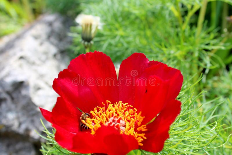 Bee and Pollen, Red and Greeen Stock Photo - Image of ...