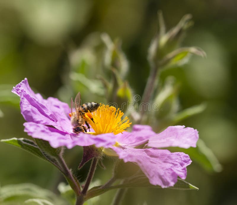 Bee with Pollen Sacks Sucking Nectar from a Pink Flower. Stock Photo ...