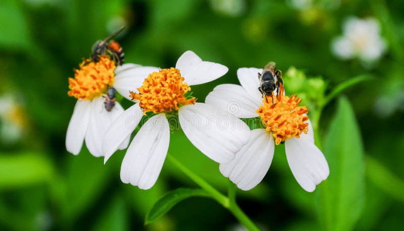 Bee Pollen Seeking Sweet Juice Stock Image - Image of blossom, insect ...