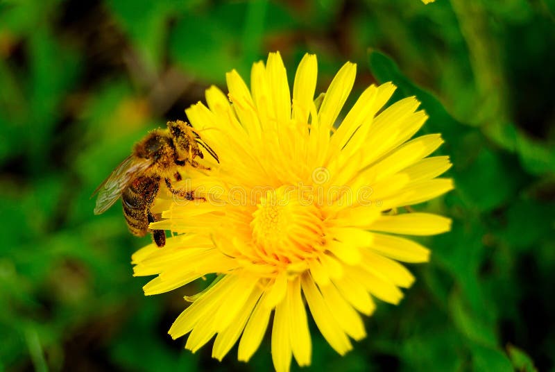 Bee in Pollen on a Spring Dandelion Background Stock Image - Image of ...