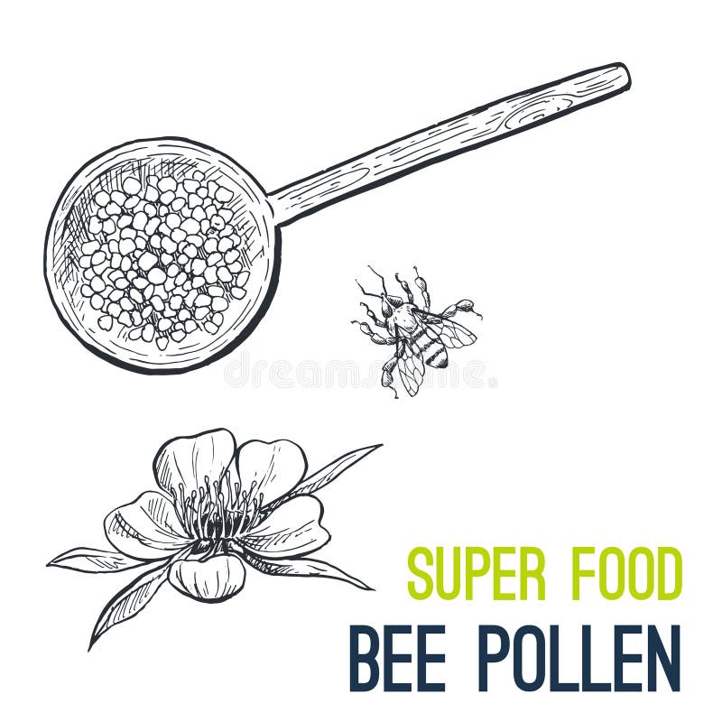 Bee Pollen. Super Food Hand Drawn Sketch Vector Stock Vector ...