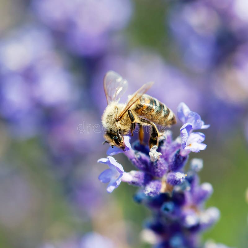 Bee pollinate a flower stock photo. Image of garden, arboretum - 47233034