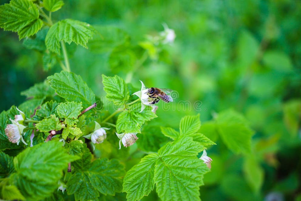 Bee Pollinate on Flower of Raspberry, Nature Background. Stock Image ...