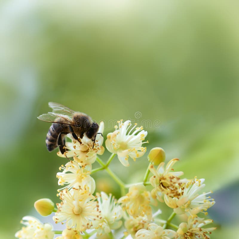 Bee Pollinate a Yellow Flower Stock Image - Image of grow, blooming ...