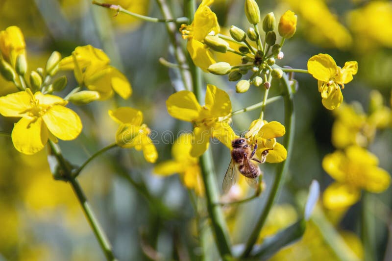 Bee Pollinates a Blooming Rapeseed Flowe Stock Photo - Image of raps ...