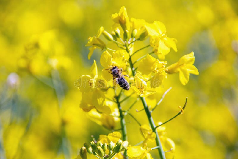 Bee Pollinates a Blooming Rapeseed Flowe Stock Image - Image of yellow ...