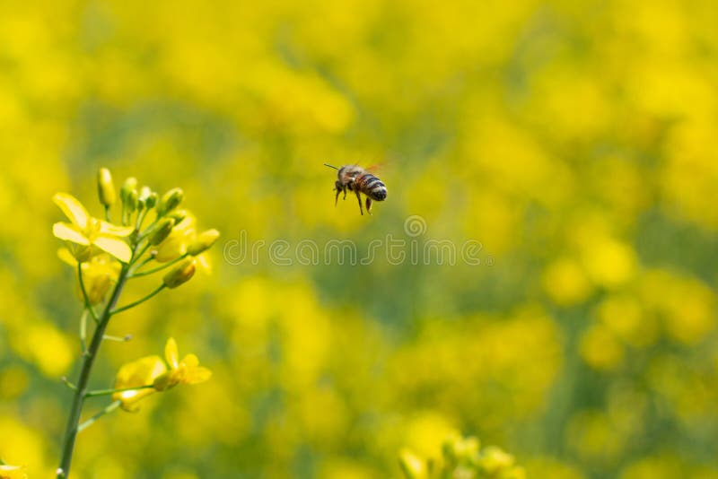 Bee Pollinates a Blooming Rapeseed Flowe Stock Photo - Image of closeup ...
