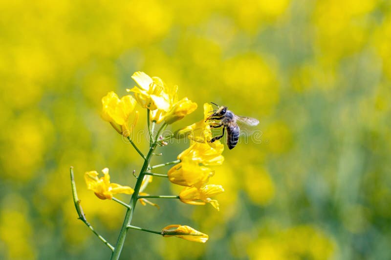 Bee Pollinates a Blooming Rapeseed Flowers Stock Image - Image of ...