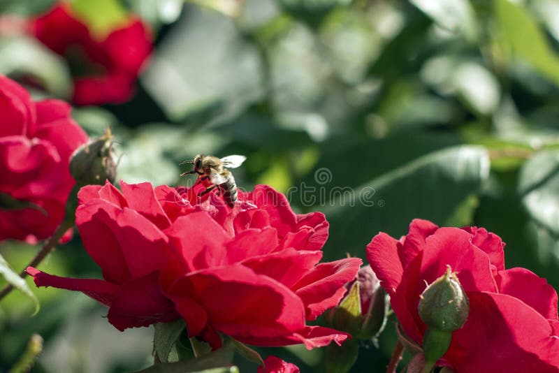 A Bee Pollinates a Blooming Rose in the Garden in Spring Stock Photo ...