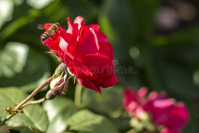 A Bee Pollinates a Blooming Rose in the Garden in Spring Stock Photo ...