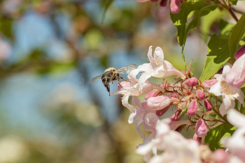 Bee Pollinates a Blooming Weigela Bush in Spring Stock Image - Image of ...