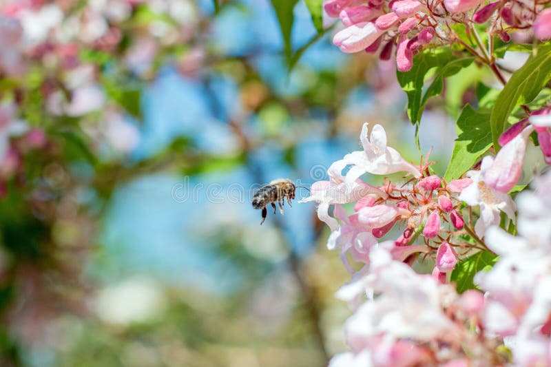 Bee Pollinates a Blooming Weigela Bush in Spring Stock Image - Image of ...