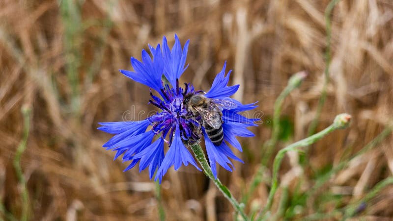 Bee Pollinates Blue Cornflower Against the Background of Ripening Wheat ...