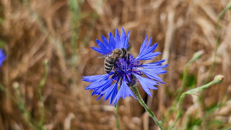 Bee Pollinates Blue Cornflower Against the Background of Ripening Wheat ...