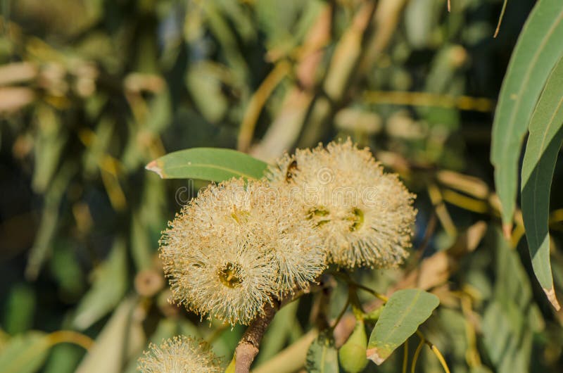 A Bee Pollinates Eucalyptus Flowers in Cyprus Stock Photo - Image of ...