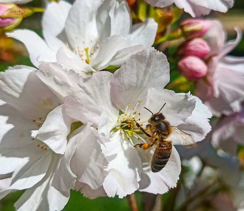 Bee Pollinates a Flower of a Great White Cherry Tree Stock Photo ...