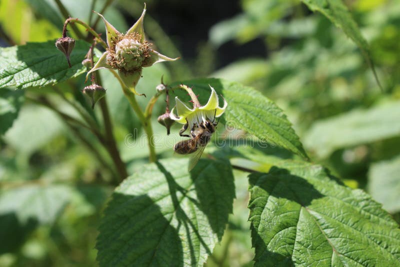 The Bee Pollinates the Flower of Young Green Raspberry Fruit Stock ...