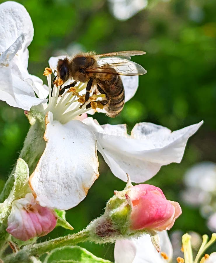 A Bee Pollinates the Flowers of an Apple Tree Stock Photo - Image of ...