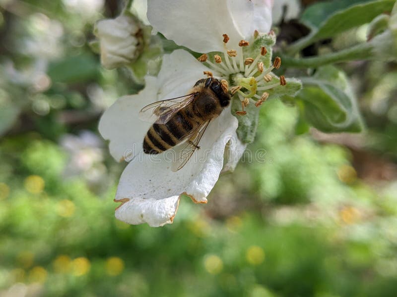 The Bee Pollinates the Flowers of the Apple Tree, Fruit Varieties Stock ...
