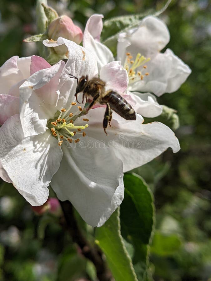 The Bee Pollinates the Flowers of the Apple Tree, Fruit Varieties Stock ...