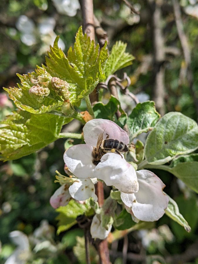 The Bee Pollinates the Flowers of the Apple Tree, Fruit Varieties Stock ...