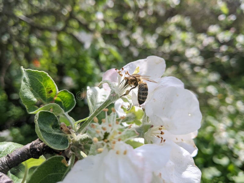 The Bee Pollinates the Flowers of the Apple Tree, Fruit Varieties Stock ...