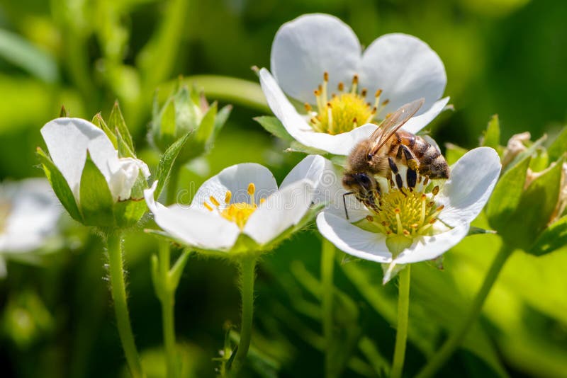 The Bee Pollinates the Flowers of the Strawberry Stock Image - Image of ...