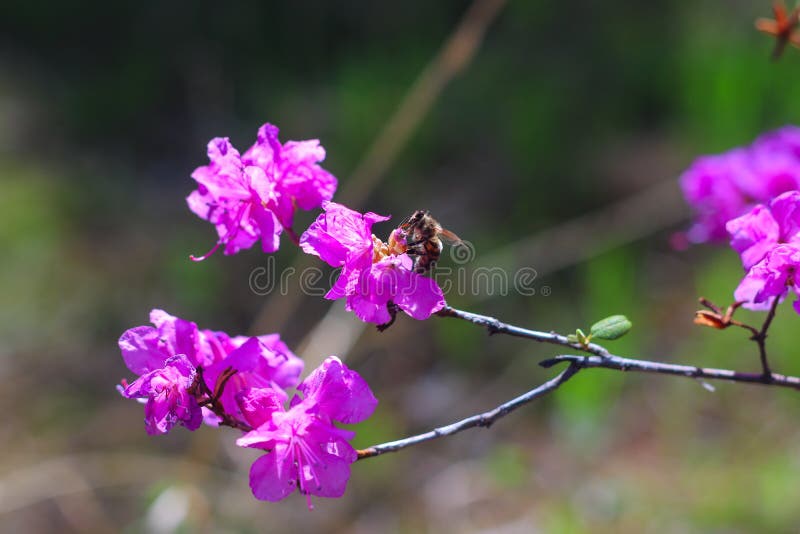Bee Pollinates Forest Flowers Stock Image - Image of head, green: 94983107