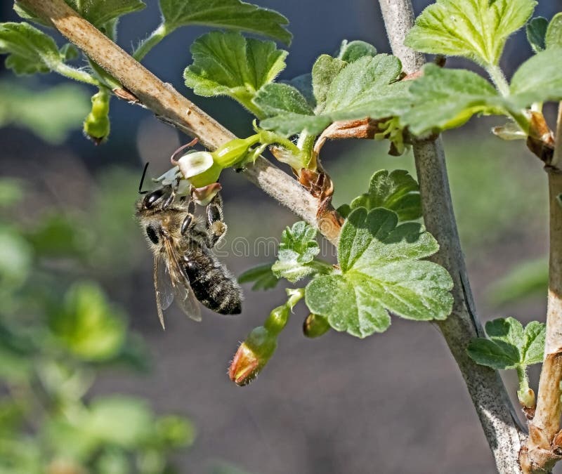 Bee Pollinates Gooseberry Flower Stock Photo - Image of bumble, animal ...