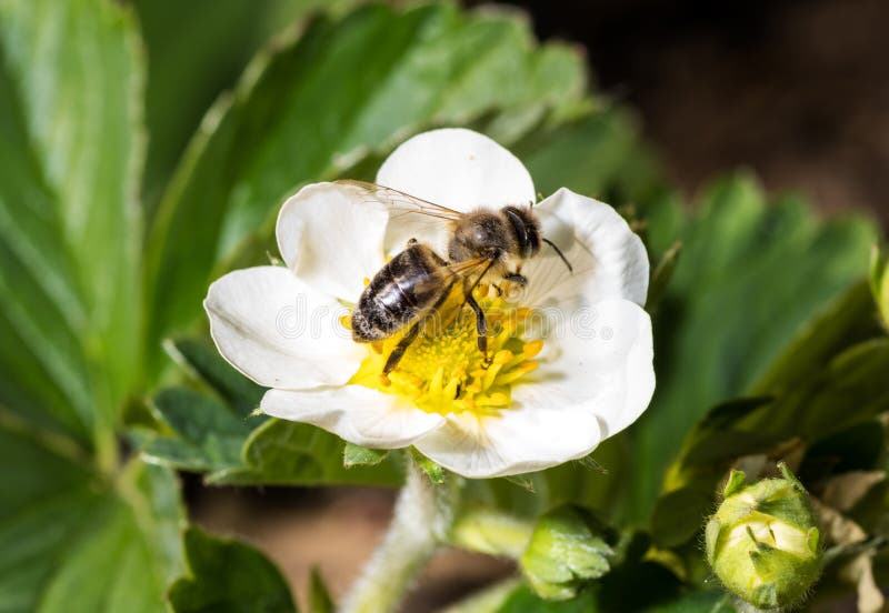 Bee Pollinates and Sits in a White Strawberry Flower Stock Image ...