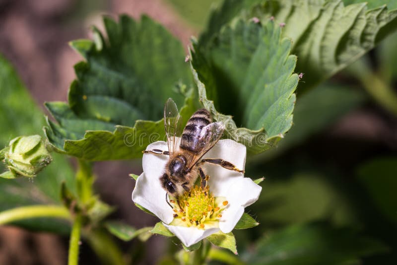 Bee Pollinates and Sits in a White Strawberry Flower Stock Photo ...