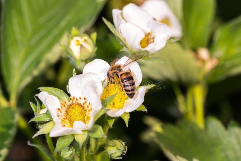 Bee Pollinates and Sits in a White Strawberry Flower Stock Photo ...