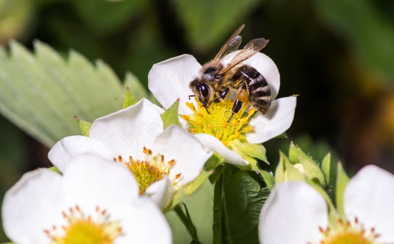 Bee Pollinates and Sits in a White Strawberry Flower Stock Image ...