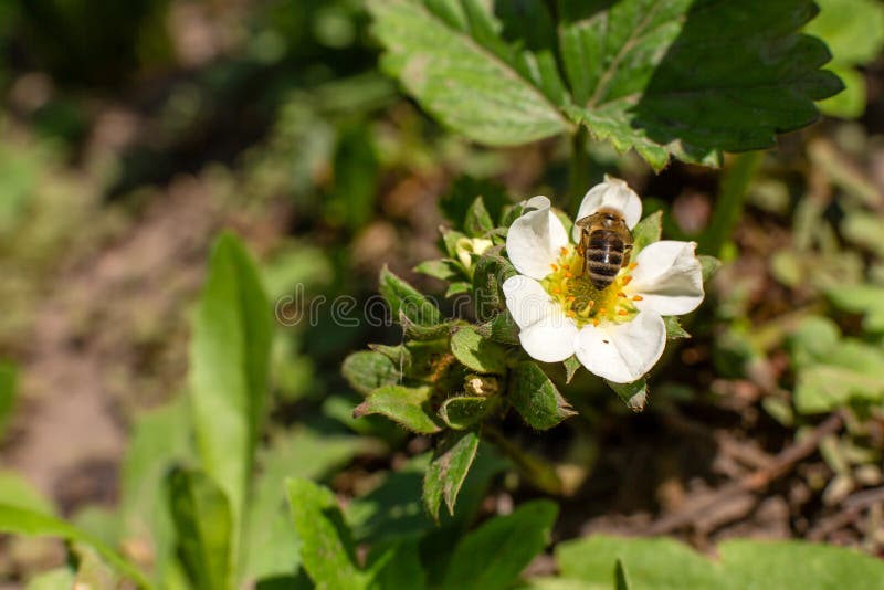 A Bee Pollinates a Strawberry Flower in the Garden Stock Image - Image ...