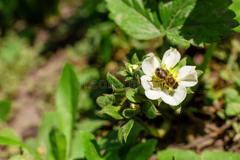A Bee Pollinates a Strawberry Flower in the Garden Stock Image - Image ...