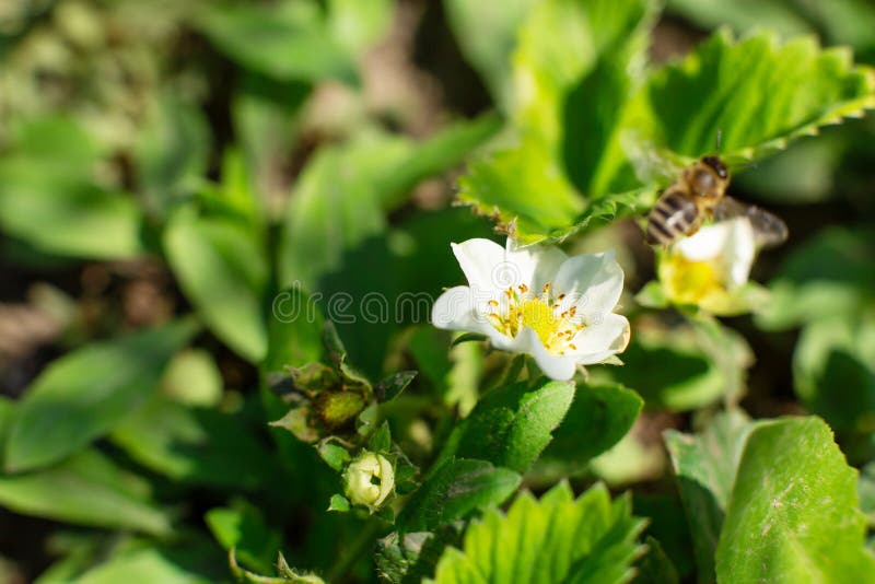 A Bee Pollinates a Strawberry Flower in the Garden Stock Image - Image ...