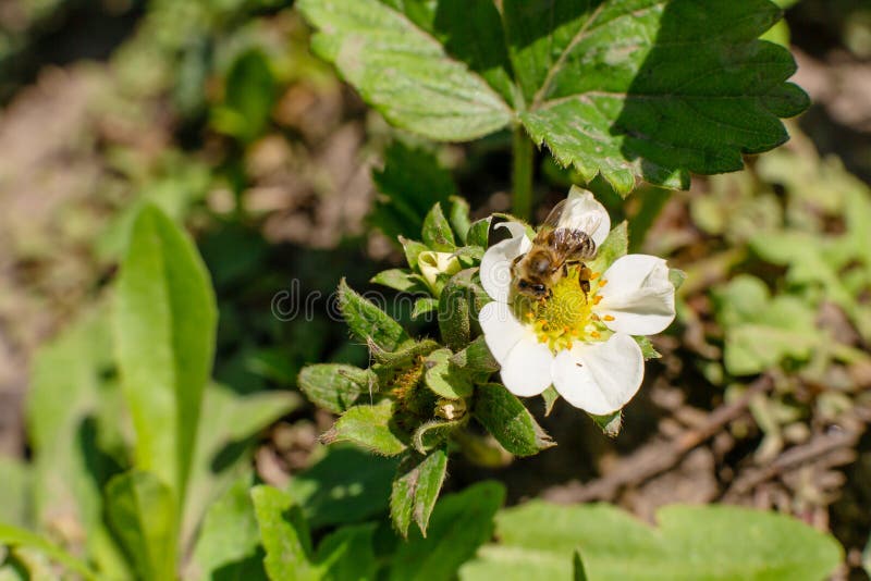 A Bee Pollinates a Strawberry Flower in the Garden Stock Image - Image ...