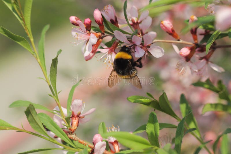 A Bee Pollinates Wild Almonds Stock Photo - Image of spring, pollinates ...