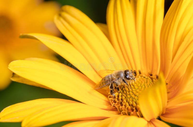 Bee Pollinates Yellow Flower Stock Image - Image of petal, background ...