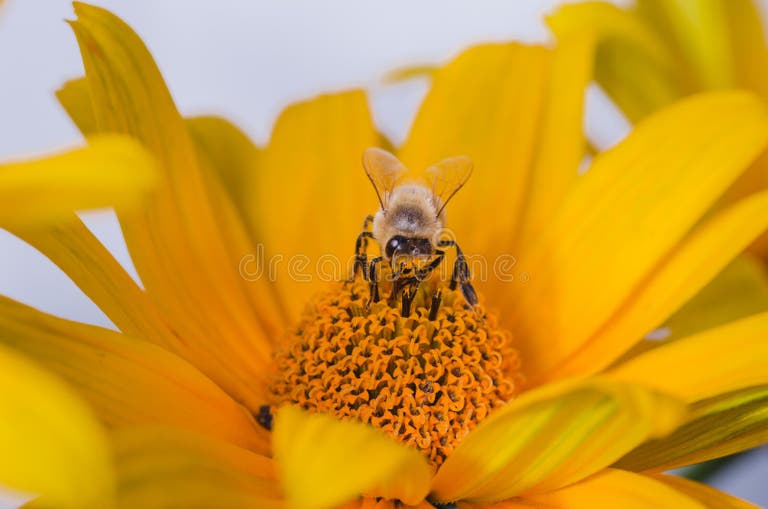 Bee Pollinates Yellow Flower/pollination of a Yellow Flower by a Bee ...