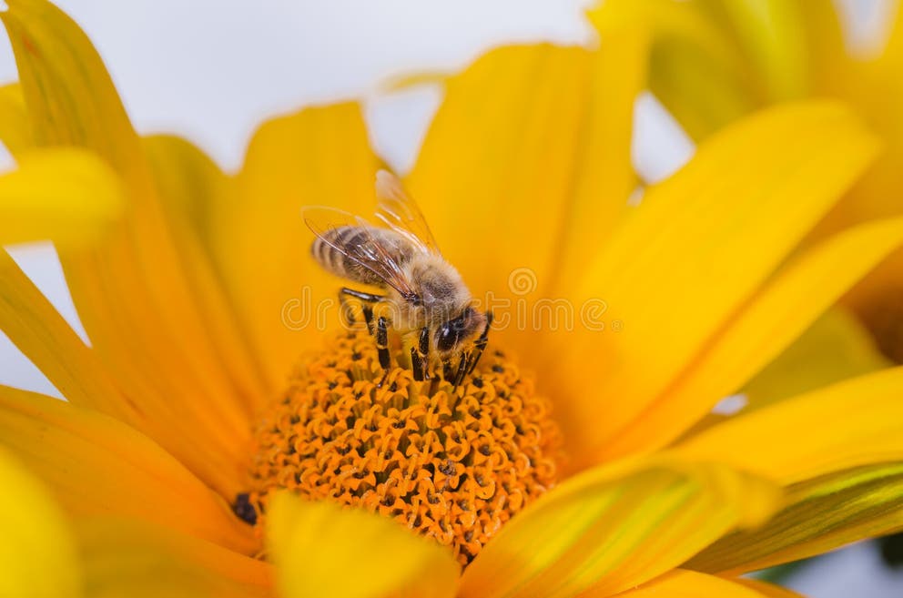 Bee Pollinates Yellow Flower/pollination of a Yellow Flower by a Bee ...